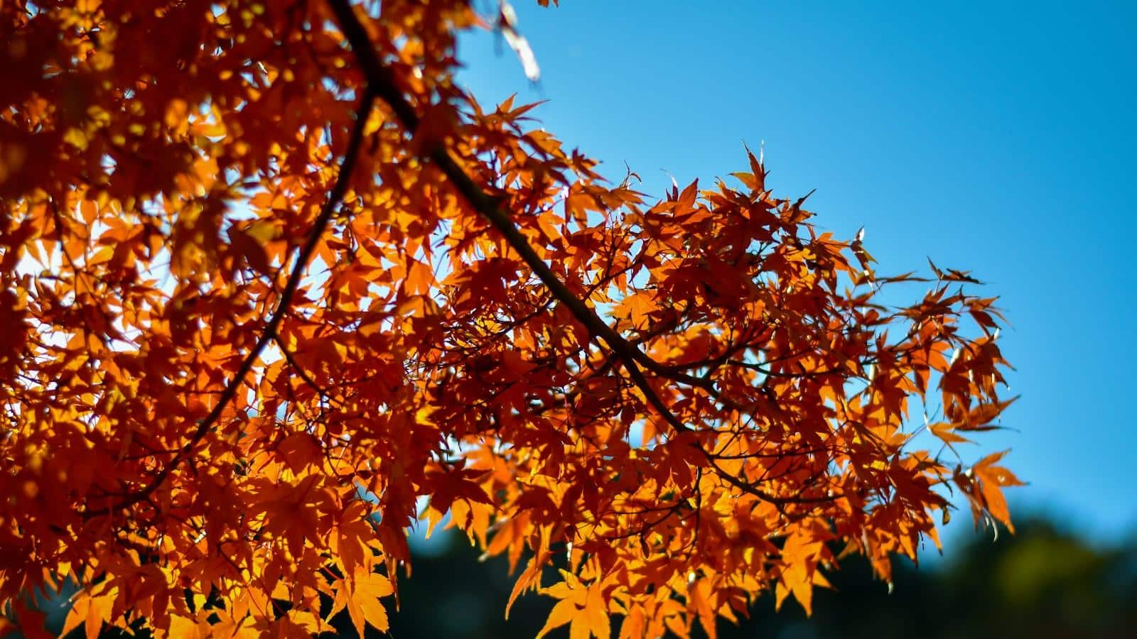 Efficiently Manage Your Mailbox - WorkFlow360 CRM